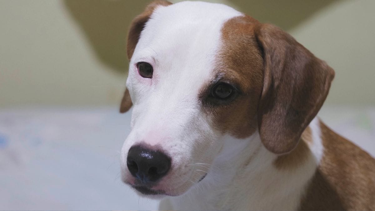 Jack Russell Terrier Mischlinge: Temperamentvolle und vielseitige Hunde